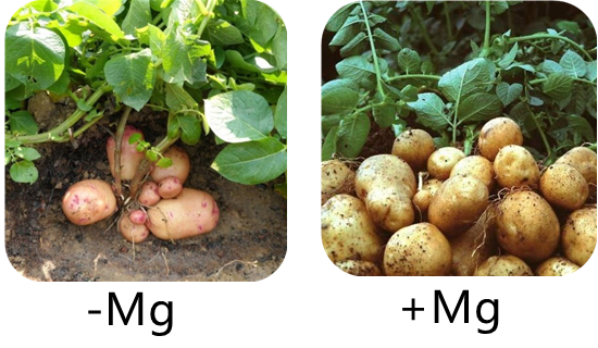 Sulfur magnesium fertilizer-foliar fertilizer manufacturer